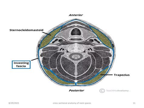 Cross Sectional Anatomy Of The Neck