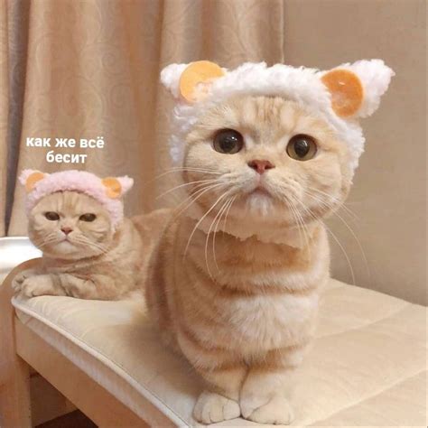 котямбусы погрузись в мир милых и смешных котят Мемы и смешные фото