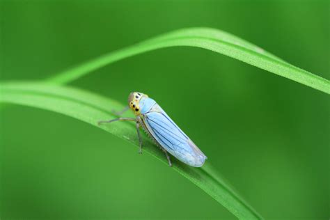 How To Draw A Leafhopper