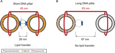 Smp Dimer Can Act As A Shuttle To Transfer Lipids Between Membranes