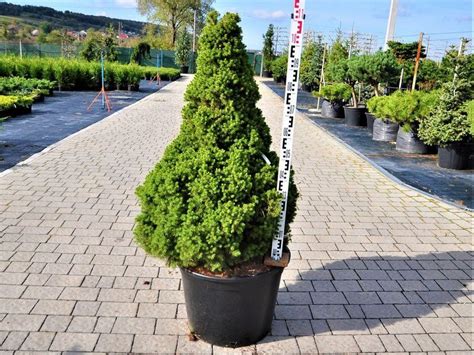 Ялина канадська Коніка K контейнер C60 висота 80 100 купити в Києві