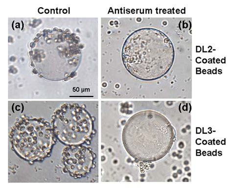 Drosophila C Type Lectins Enhance Cellular Encapsulation Pmc