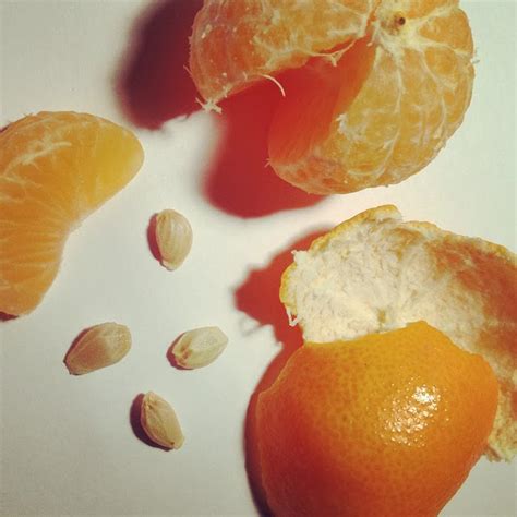 Bonz Blogz How To Plant Clementine Seeds