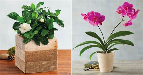 Best Indoor Flower Plants For Beginners Popsugar Home