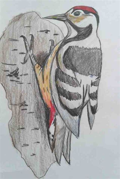 Дятел картинка для детей Простые срисовки для школьников