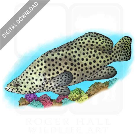 Grouper Photo And