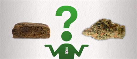 Hash And Weed The Differences Amsterdam Genetics