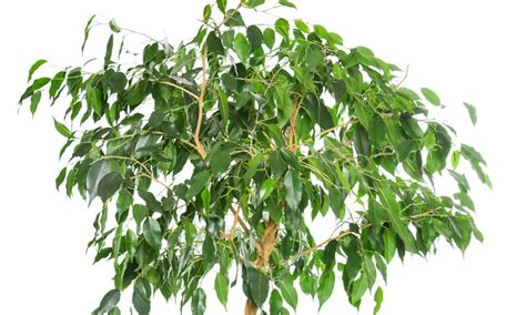 Plant Care For Ficus Indoor Potted Plants Flowers