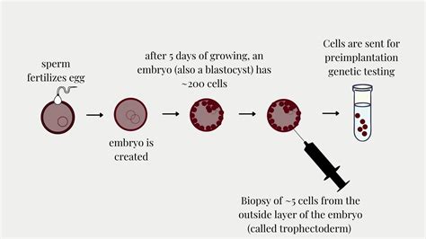 Pre Implantation Genetics