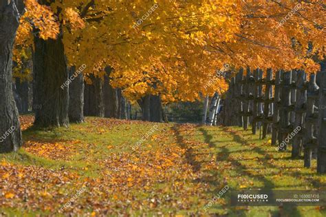 Trees In Yellow And Orange Colors During Texture Stock Photo