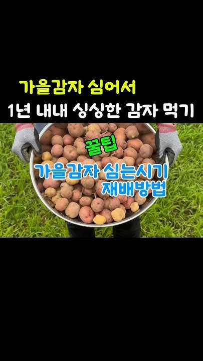 가을감자 심는시기 심는방법 재료비 0원 주말농장 텃밭 작물 Youtube