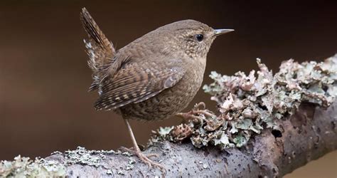 Winter Wren Overview All About Birds Cornell Lab Of Ornithology