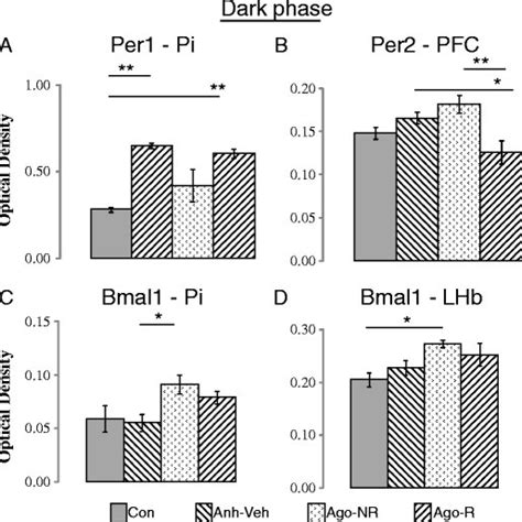 clock gene expression in specific brain regions in the light period