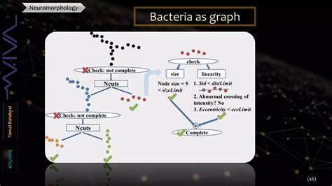 Graph Theoretic Neuromorphology Ppt