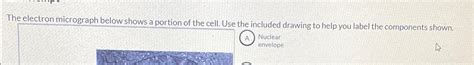 Solved The Electron Micrograph Below Shows A Portion Of The Chegg