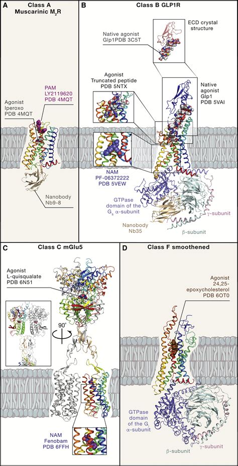 Impact Of Gpcr Structures On Drug Discovery Cell