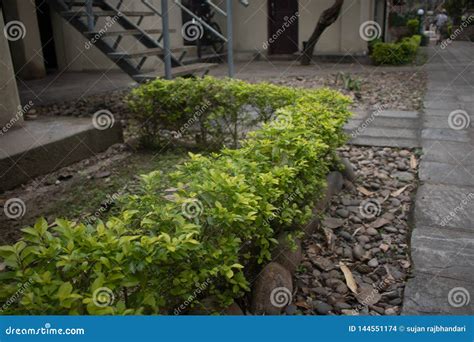 Green Garden Pov Stock Photo Image Of Nature Purple