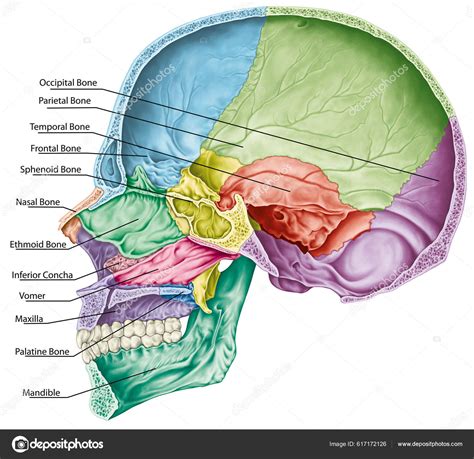 Anatomia Delle Ossa Craniche Ct Assiale