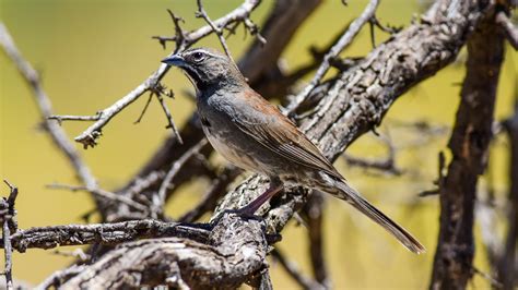 Five Striped Sparrow Audubon Field Guide