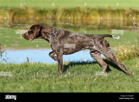 German Wirehaired Pointer Pointing