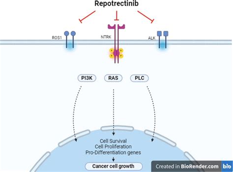 Repotrectinib A Promising New Therapy For Advanced Nonsmall Cell Lung