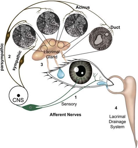 Lacrimal Gland Function