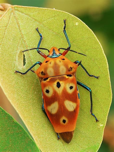 Beautiful Shield Bug On Green Leaf