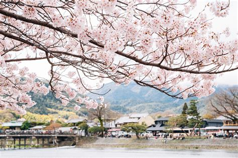 아라시 야 마 강과 벚꽃 봄에 교토 일본에서 오래 된 마을 벚꽃에 대한 스톡 사진 및 기타 이미지 벚꽃 아라시야마 교토