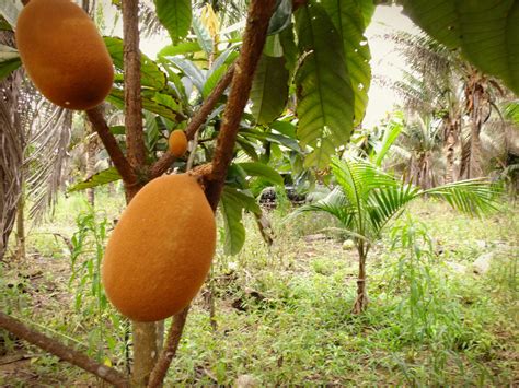 Frutas típicas do Brasil Wickbold
