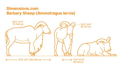 Urial Ovis Vignei Dimensions And Drawings