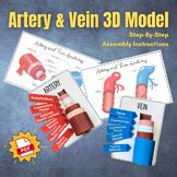 Anatomy 3d Vein And Artery Model Full Color Anatomically Correct Paper