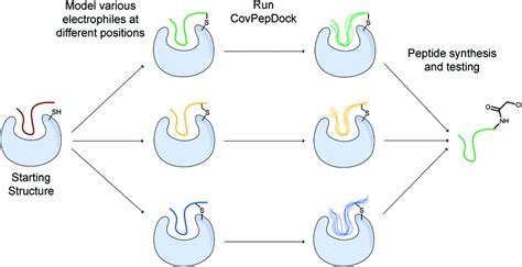 outline of our covalent peptide design protocol starting from an