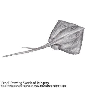 18 Stingray Drawing Ideas Step By Step Guide DIYnCrafty