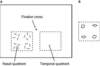 Stimuli Consisting Of A Lines Or B Four Rhomboids Made Of The Download Scientific
