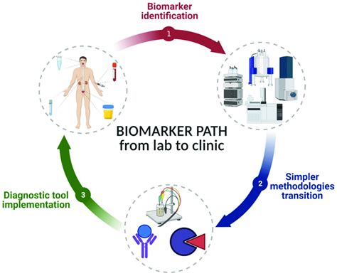 Schematic Representation Of The Biomarker Pathway From The Laboratory