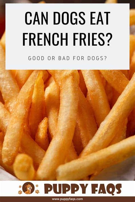 Can Dogs Eat French Fries Puppyfaqs