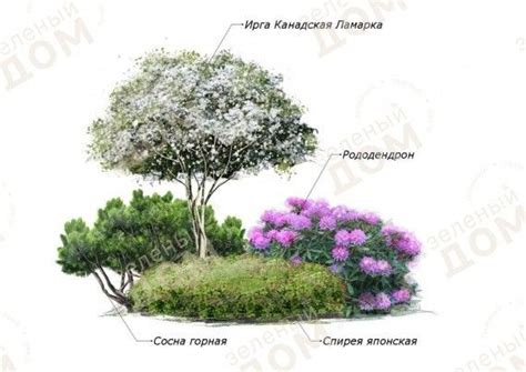 Pin By Stella On схема композиции Small Garden Landscape Cottage Garden Plants Outdoor