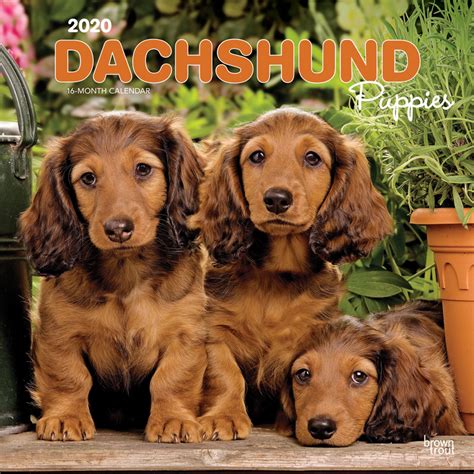 Dachshund Puppies 2020 Square Wall Calendar Dogdays 2023 Calendar And
