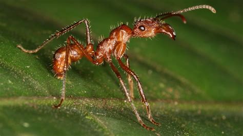 14 000 Ant Species Mapped In Decade Long Diversity Project