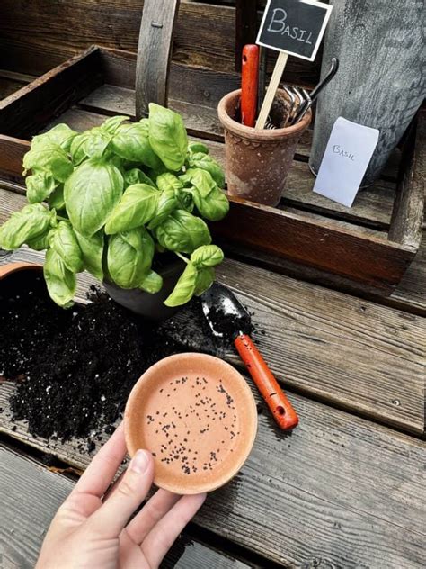 How To Plant Basil Seeds Home For The Harvest
