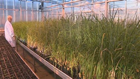 Haley Bouma Stv News