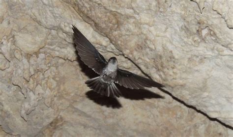 Endemic Treasures Of The Cook Islands Atiu Swiftlet And ‘gospel Day