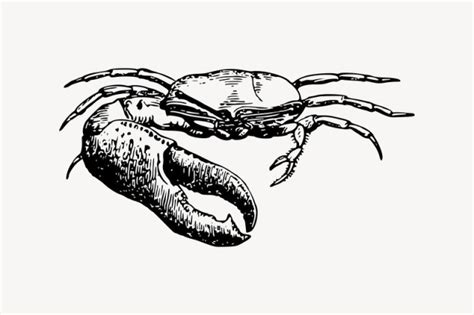 Free Fiddler Crab Drawing Vintage Sea Free Vector Illustration