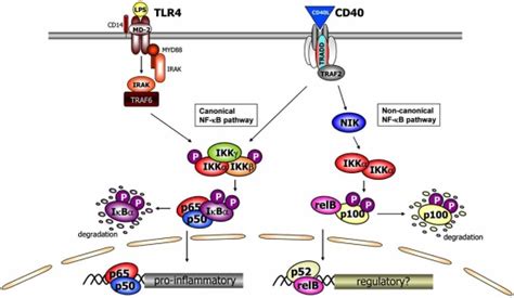 Nuclear Factor κb Nf κb Can Be Activated By A Multitude Of Different
