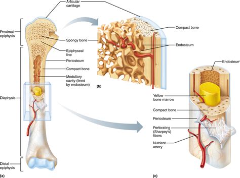 Structure Of Compact Bone Diagram Structure Of Bones