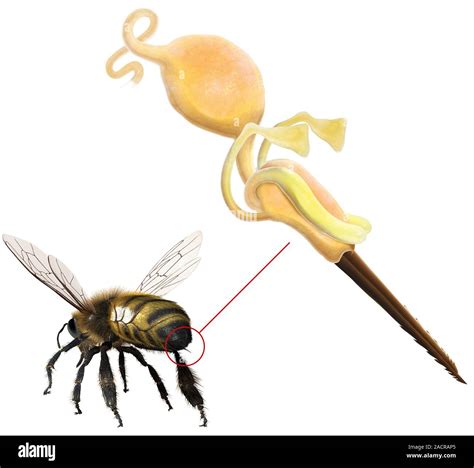 Bee Sting Anatomical Computer Artwork Showing The Structure Of A