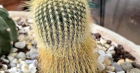 Con Penacho Album On Imgur