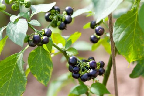 20 Easy And Delicious Berry Bushes Anyone Can Grow Diy And Crafts