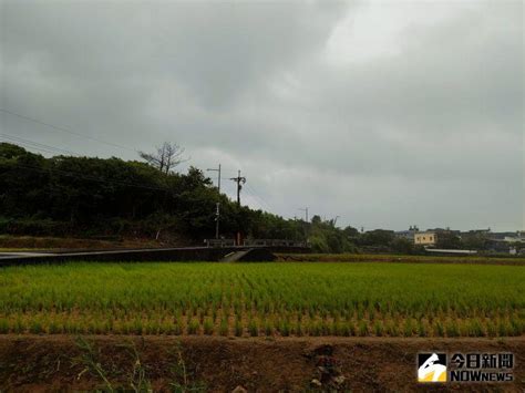 尼莎颱風農損達2825萬元！二期水稻被害面積持續擴大 生活焦點 要聞 Nownews今日新聞