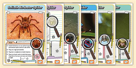 Spider Species Display Posters Ks1 Twinkl